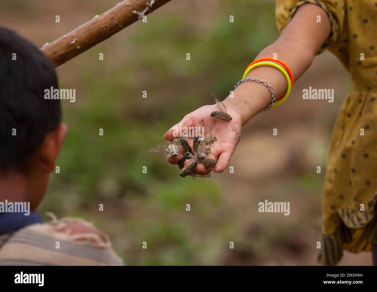 Collecting insects hi-res stock photography and images - Alamy