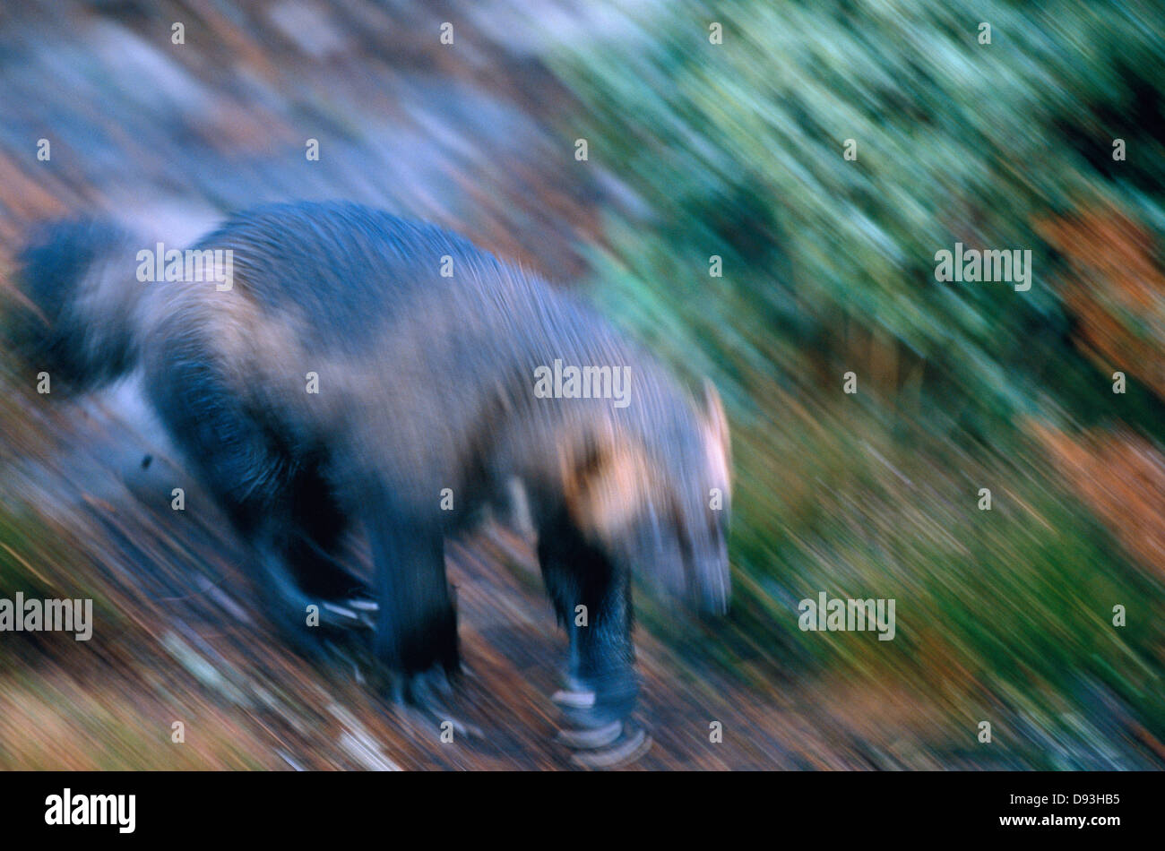 Wolverine running hi-res stock photography and images - Alamy