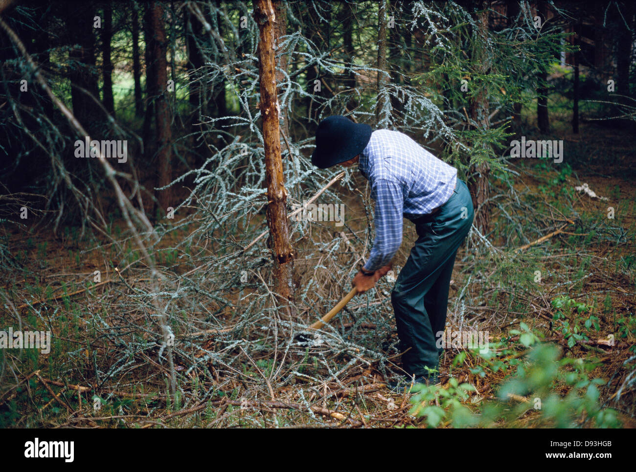 Man cutting trees in forest Stock Photo - Alamy