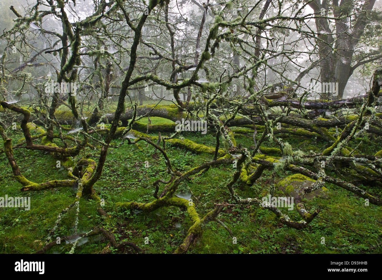 An oak tree forest hi-res stock photography and images - Alamy