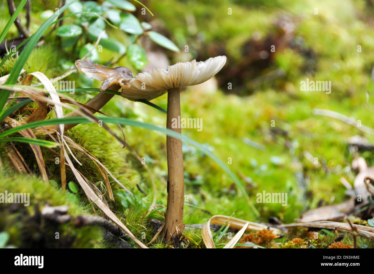 Indian fungus hi-res stock photography and images - Alamy