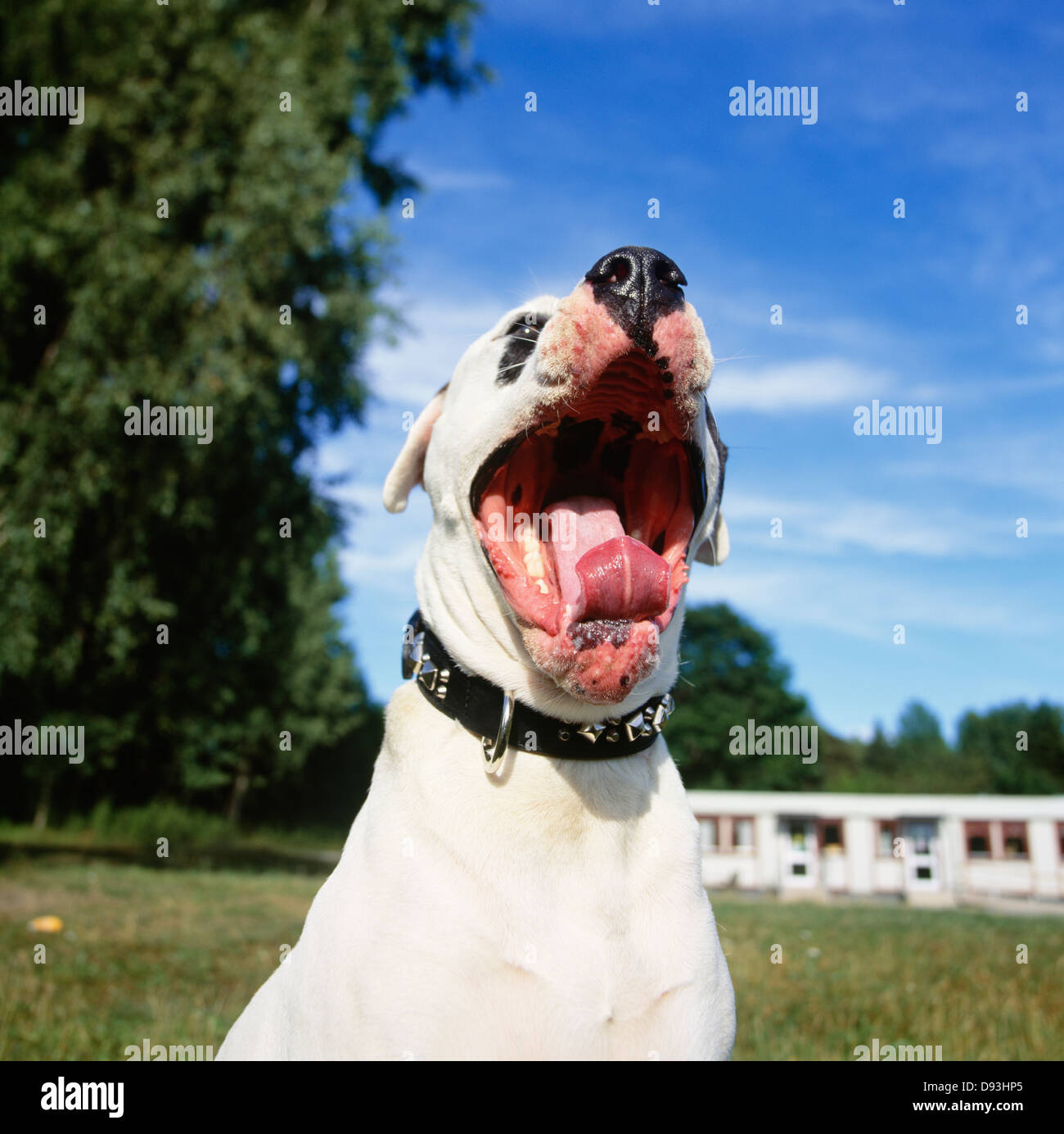 Dog with mouth open, close-up Stock Photo - Alamy