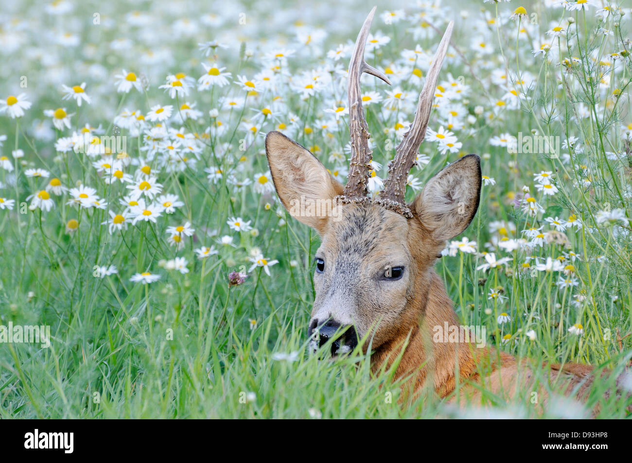 A roebuck, Sweden Stock Photo - Alamy
