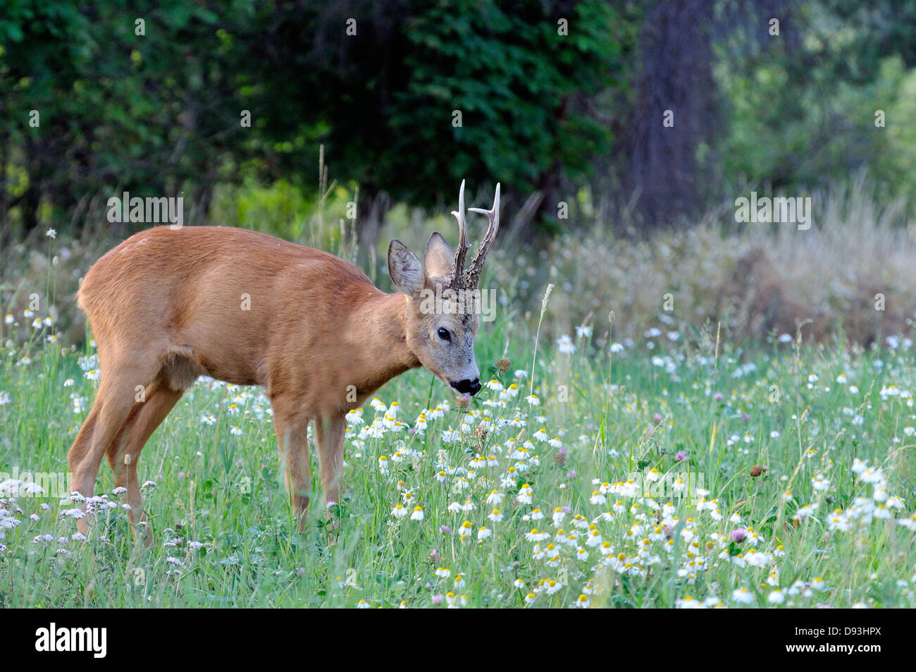 A roebuck, Sweden Stock Photo - Alamy