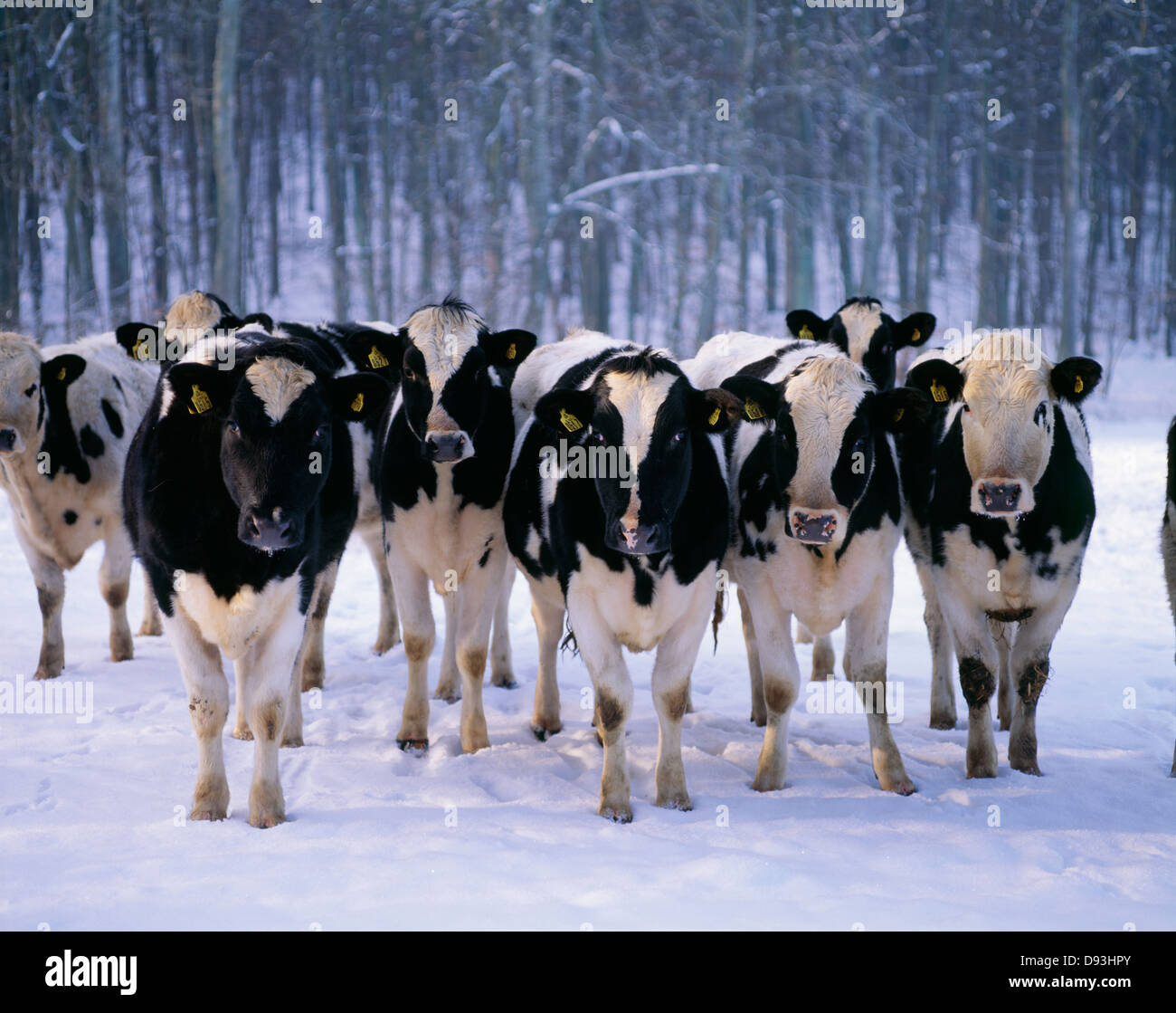 Cows standing on snowy ground Stock Photo - Alamy