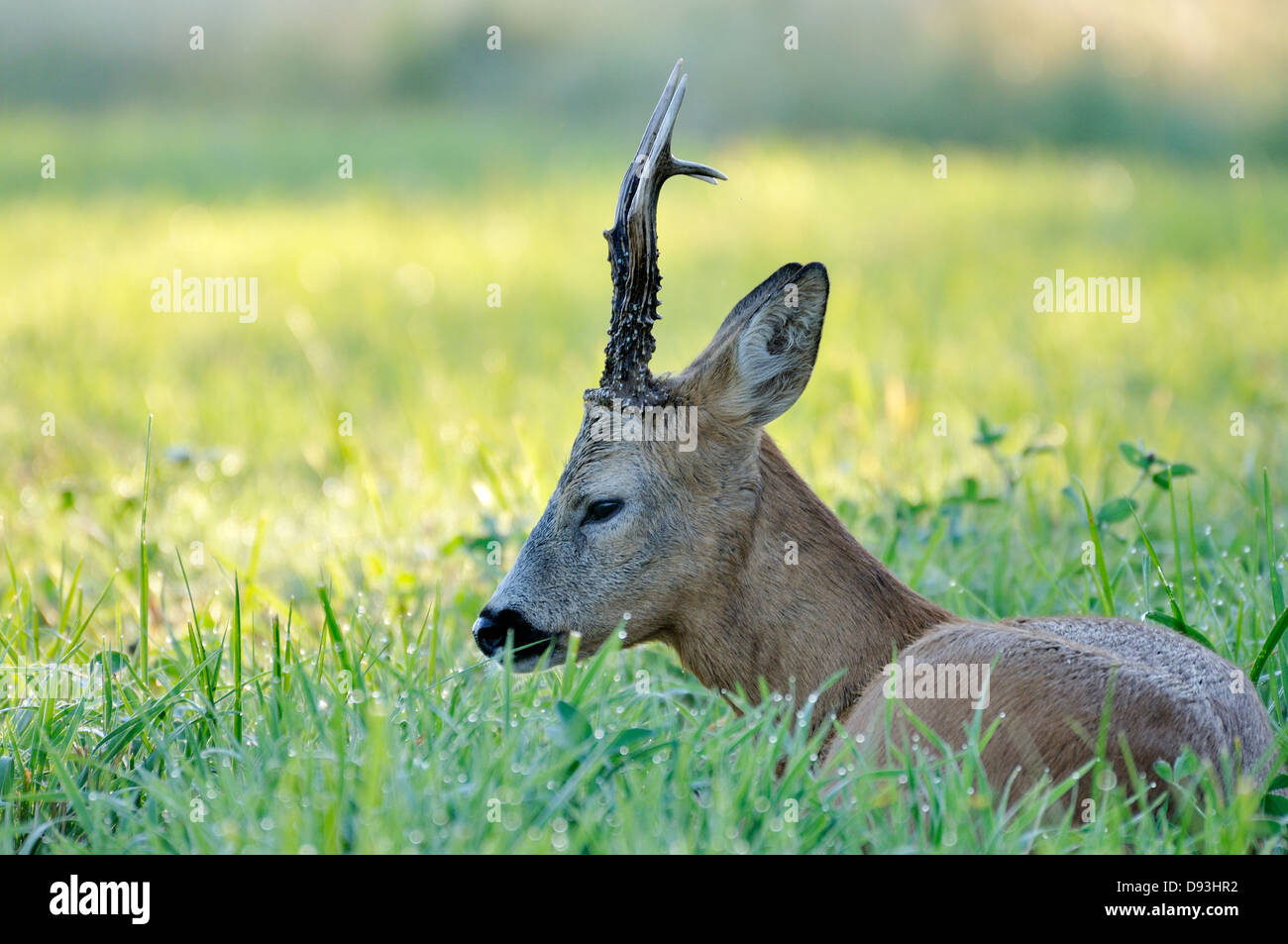 A roebuck a summer morning, Sweden Stock Photo - Alamy