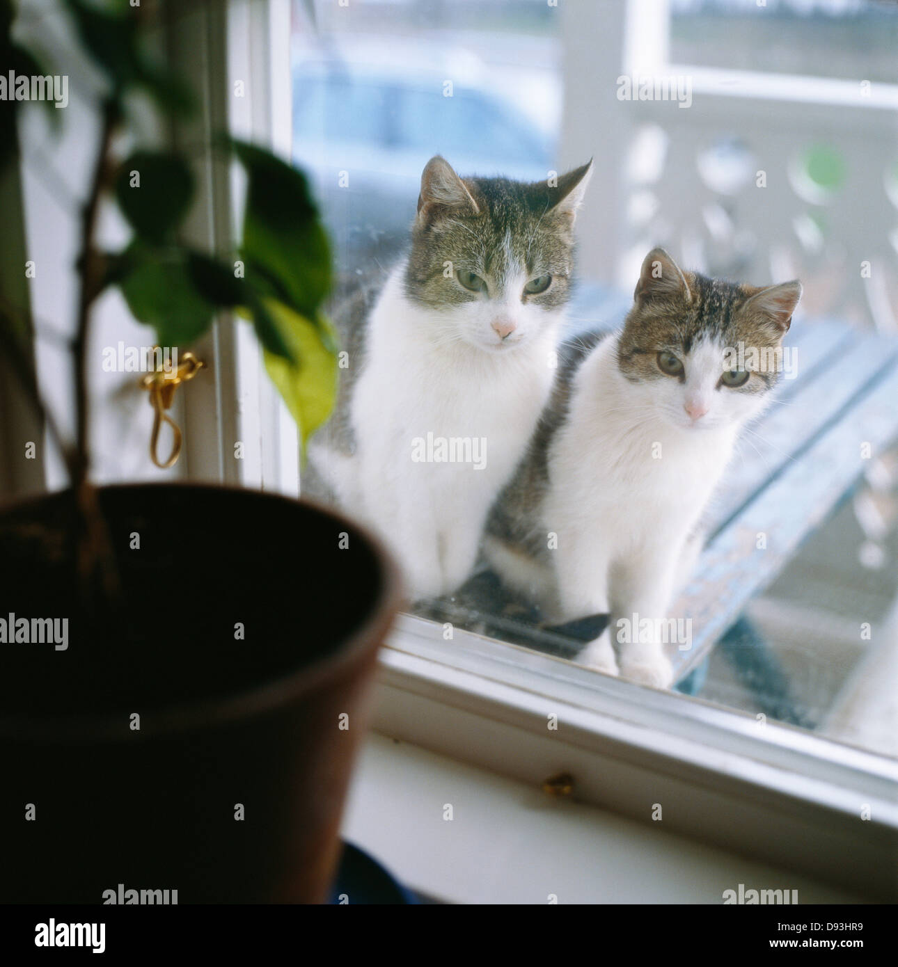 Cats near window Stock Photo - Alamy
