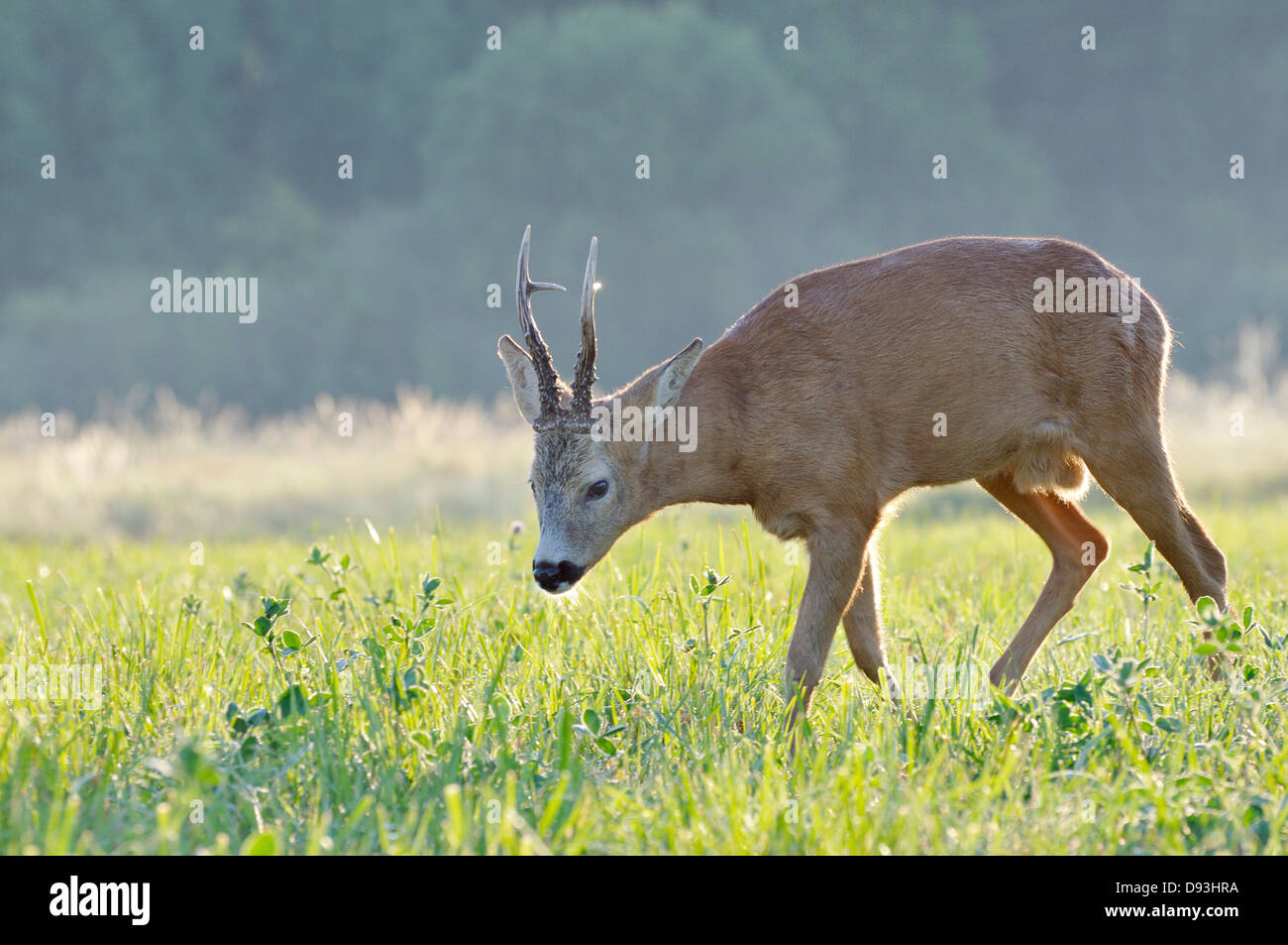 A roebuck, Sweden Stock Photo - Alamy