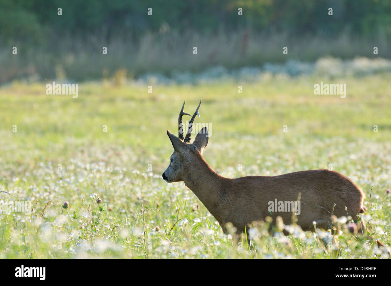 A roebuck, Sweden Stock Photo - Alamy