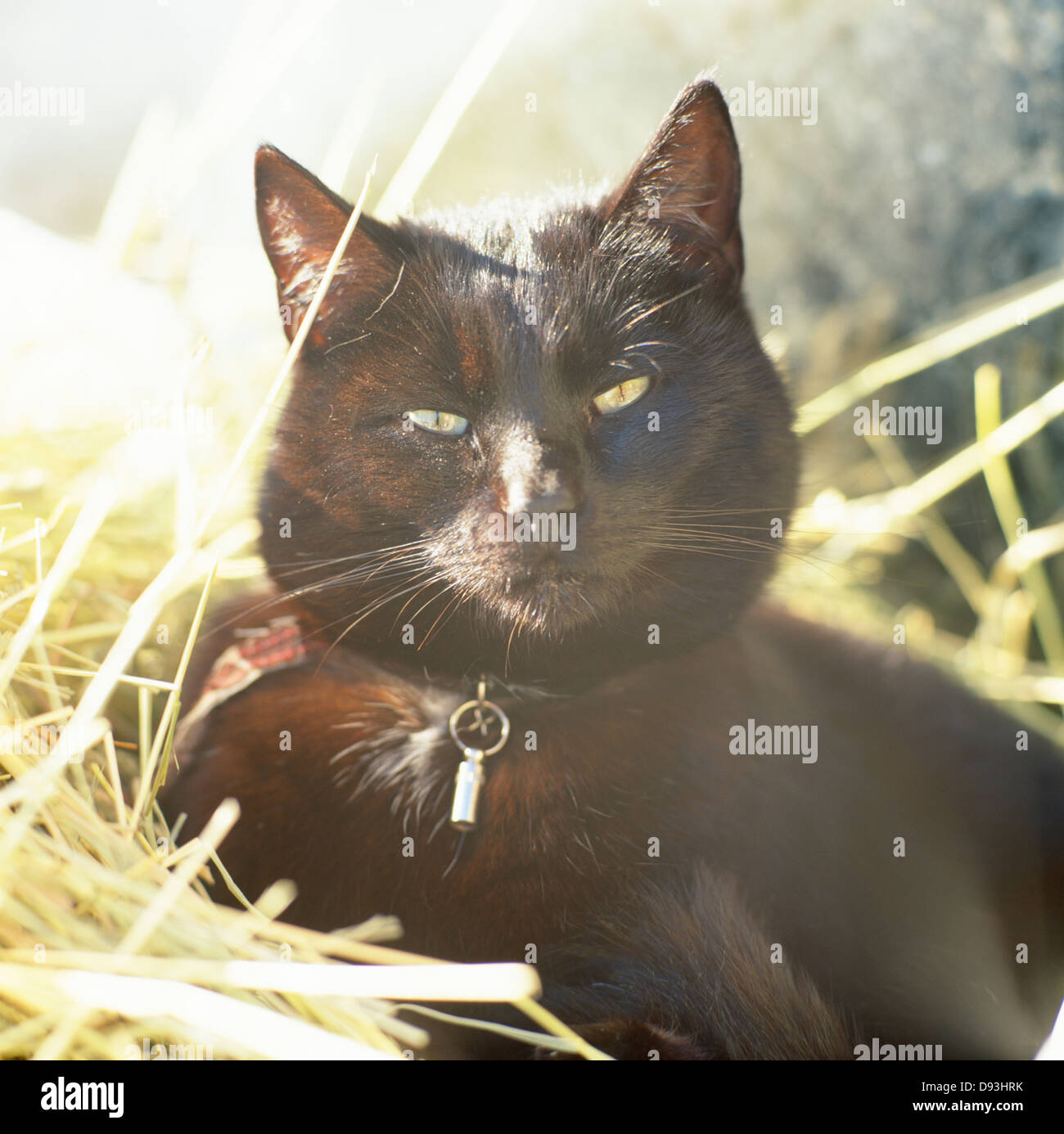 Cat resting on hay Stock Photo - Alamy