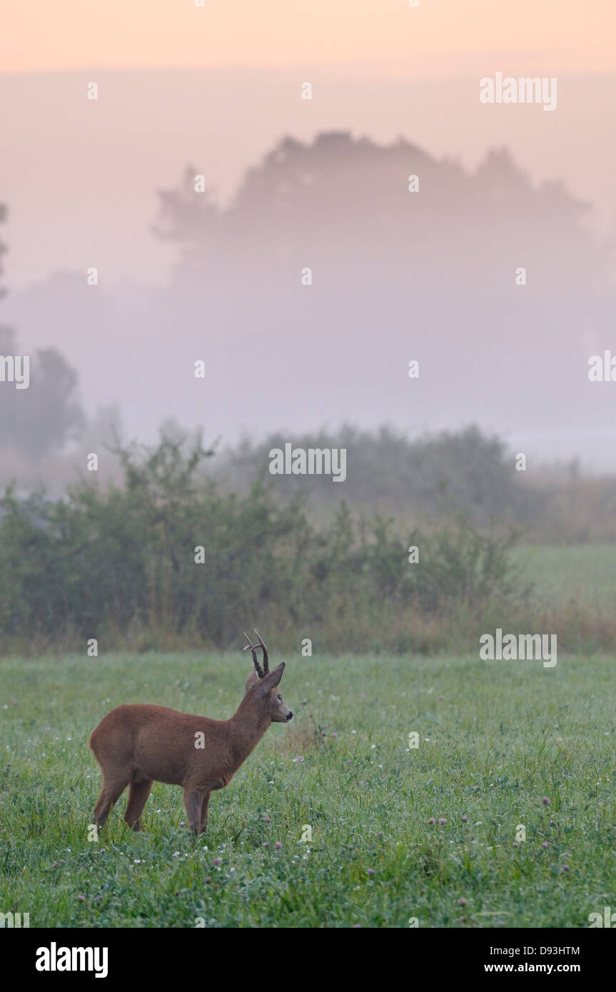 A roebuck, Sweden Stock Photo - Alamy