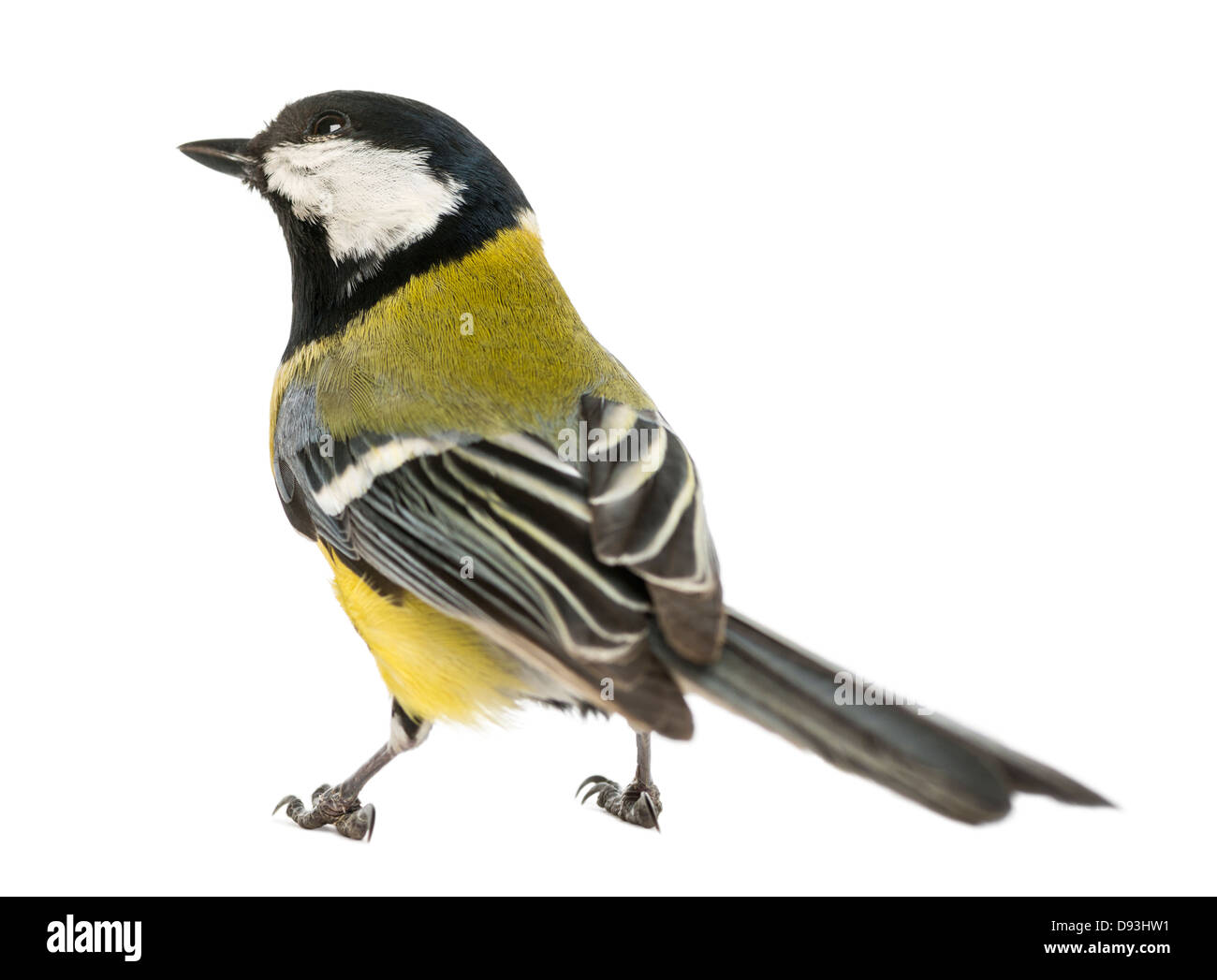 Rear view of Male Great Tit, Parus major, against white background ...