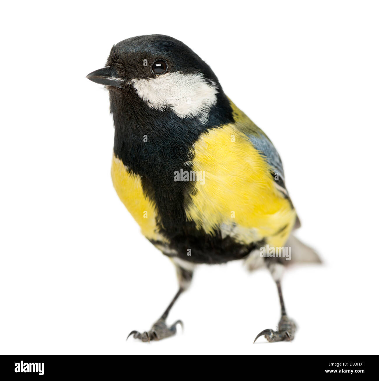 Male Great Tit, Parus major, against white background Stock Photo - Alamy