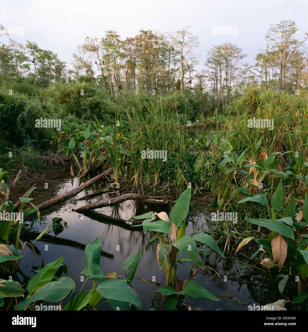 View of cypress swamp with flora Stock Photo - Alamy