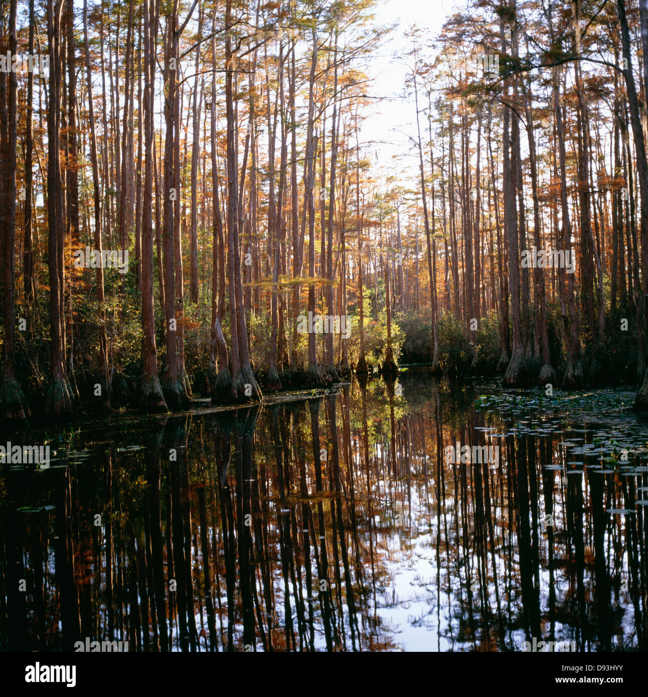 Square tree trunks hi-res stock photography and images - Alamy