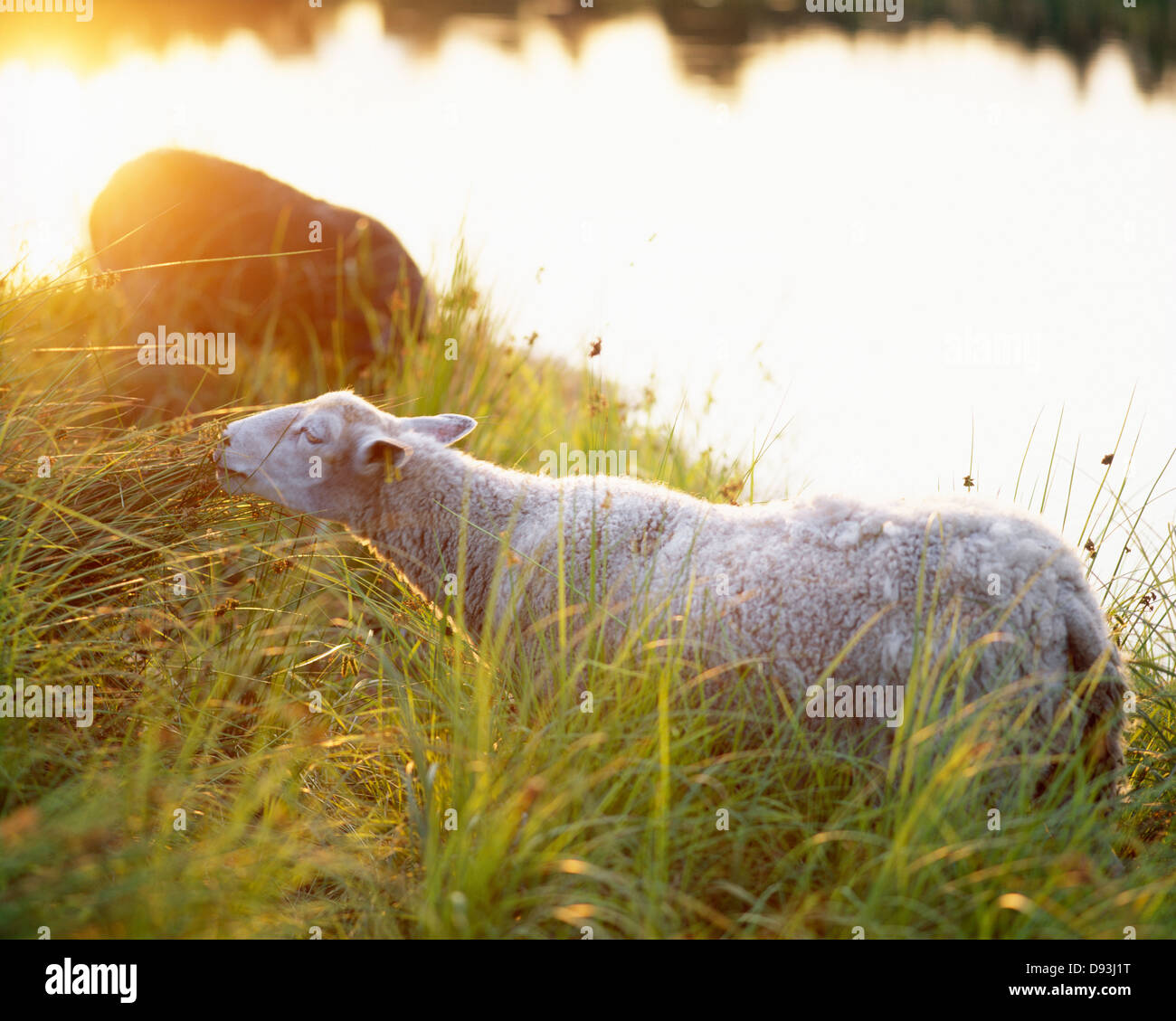 Sheep and grass hi-res stock photography and images - Alamy