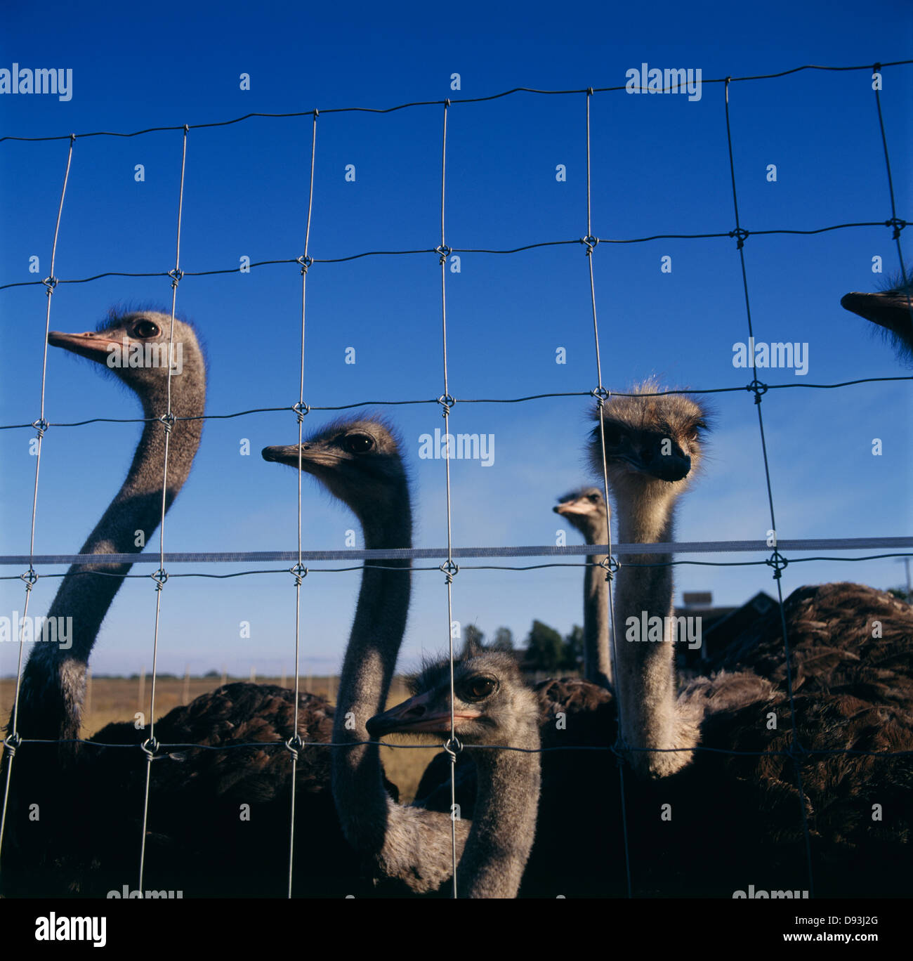Ostrich standing by fence Stock Photo - Alamy
