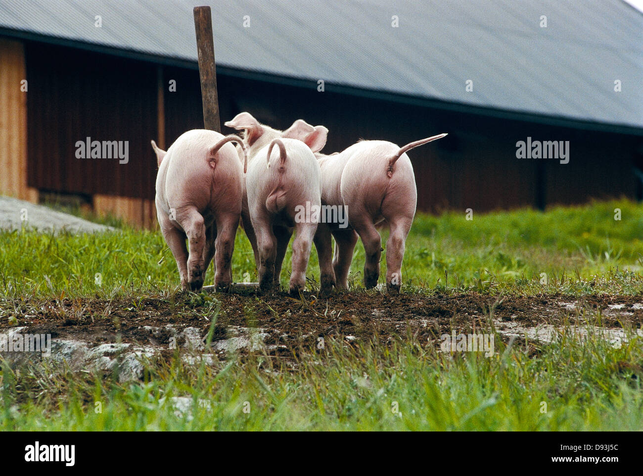 Pigs tail hi-res stock photography and images - Alamy