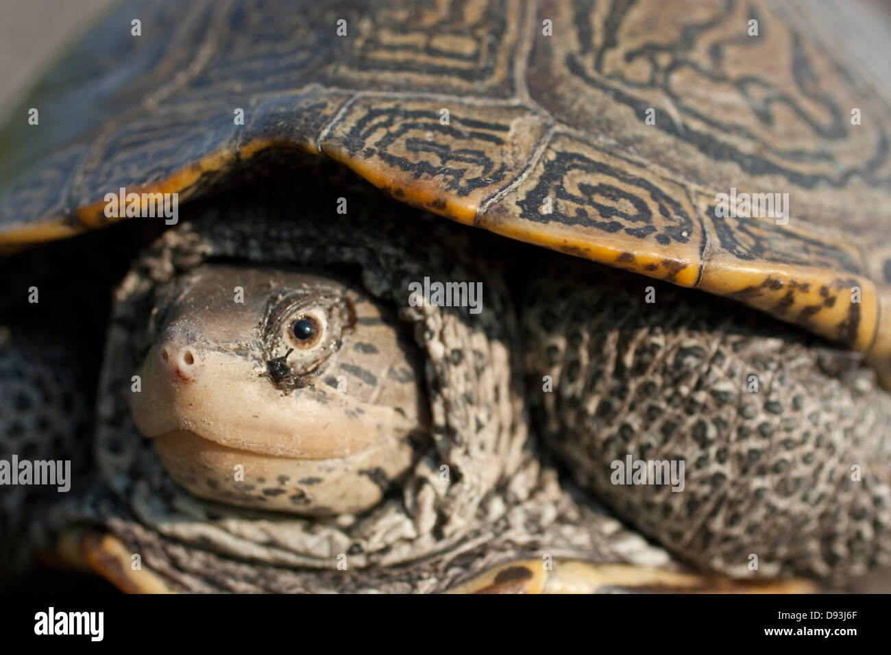 Tight closeup view of a female northern diamondback terrapin ...