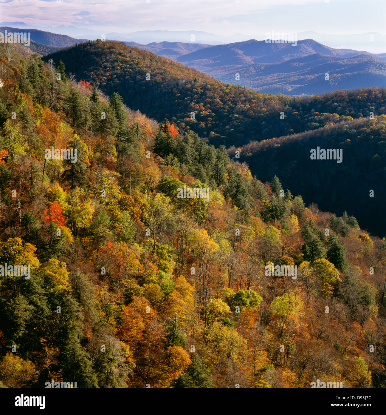 Dense forests on hills Stock Photo - Alamy