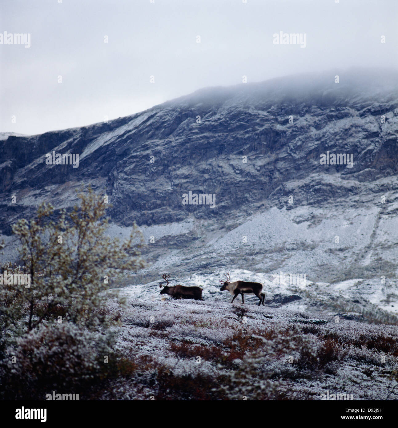 Two animals mammals hi-res stock photography and images - Alamy