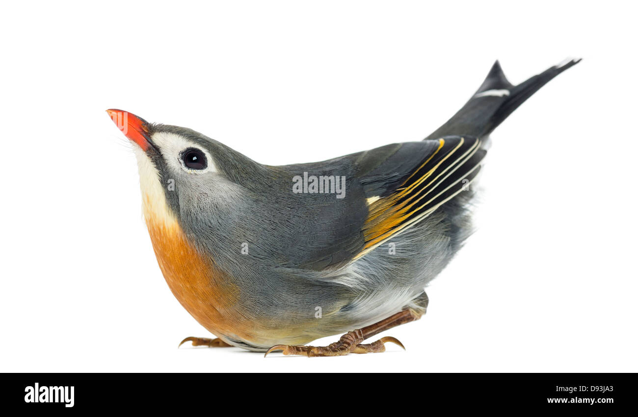 Red-billed Leiothrix, Leiothrix lutea, looking up against white ...