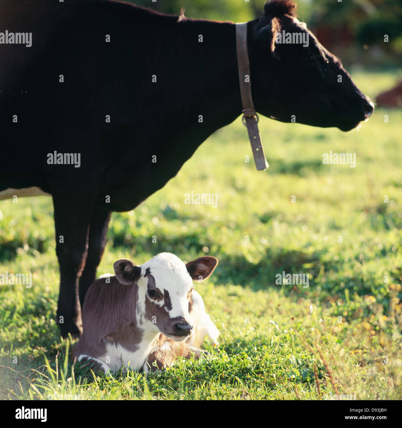 Cow and calf standing hi-res stock photography and images - Alamy