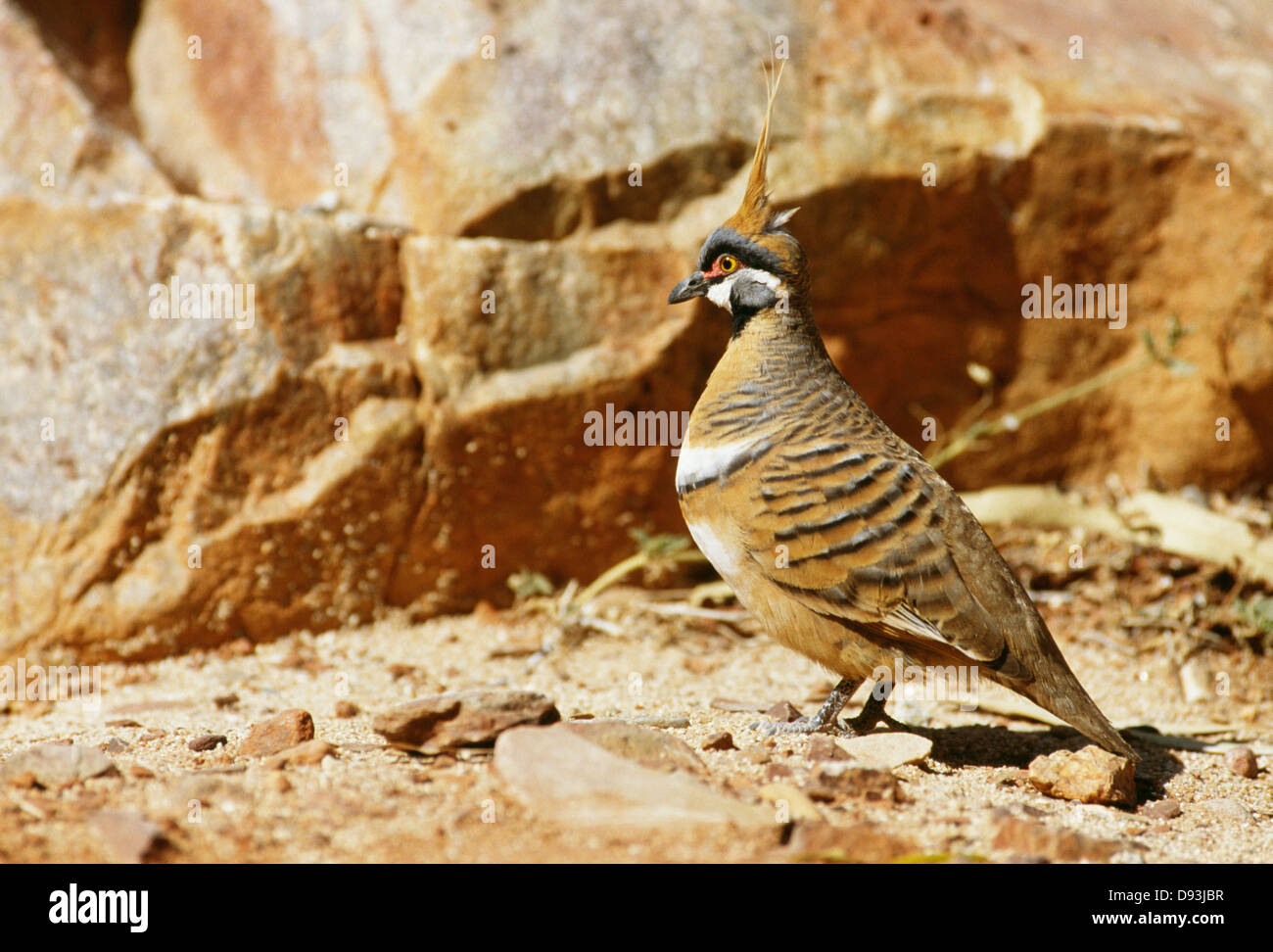 Image of rock pigeon hi-res stock photography and images - Alamy