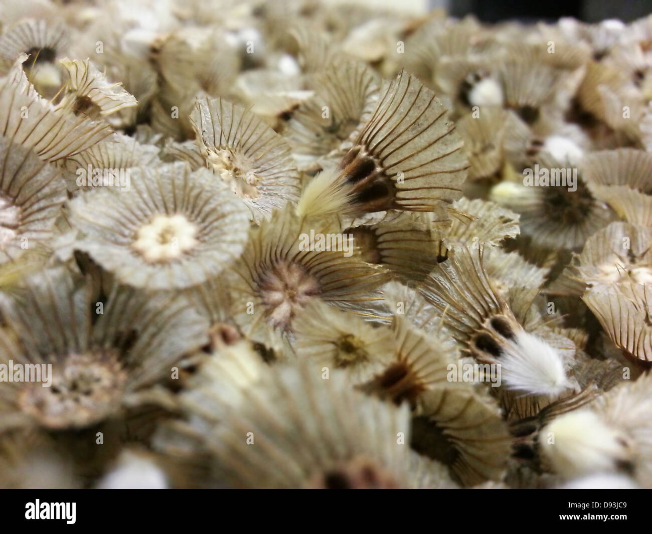 Scabious seed hi-res stock photography and images - Alamy