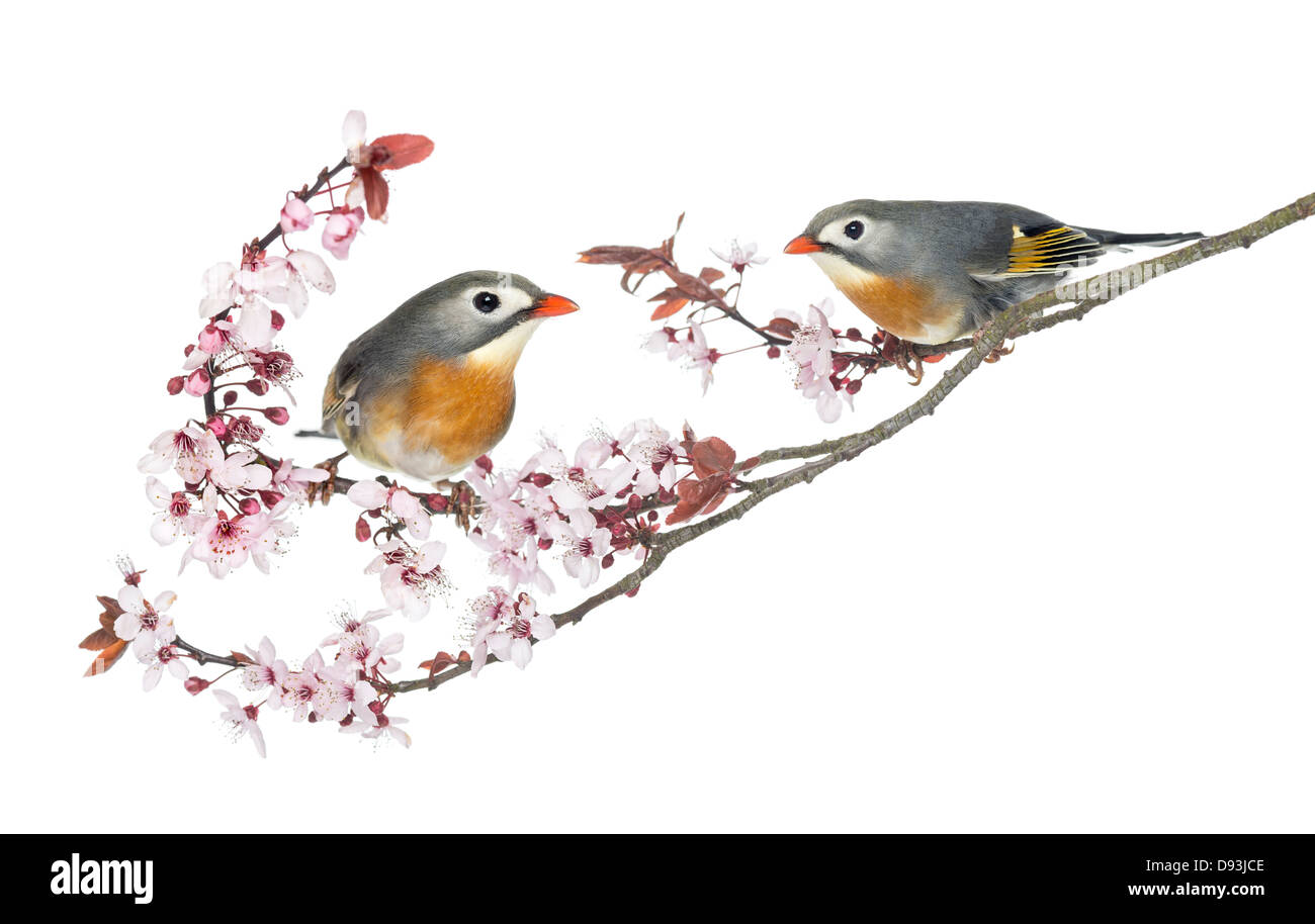 Two Red-billed Leiothrix, Leiothrix lutea, perched on a branch against ...
