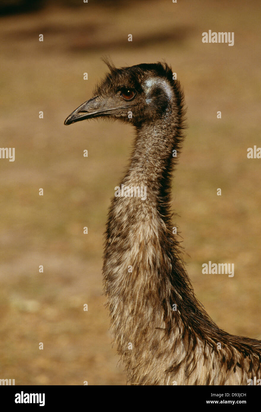 Headshot of emu Stock Photo - Alamy