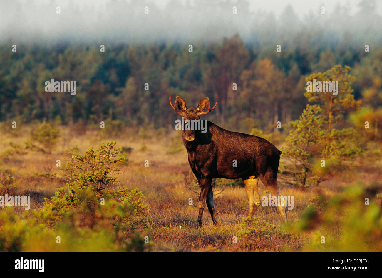 Elk standing in forest Stock Photo - Alamy