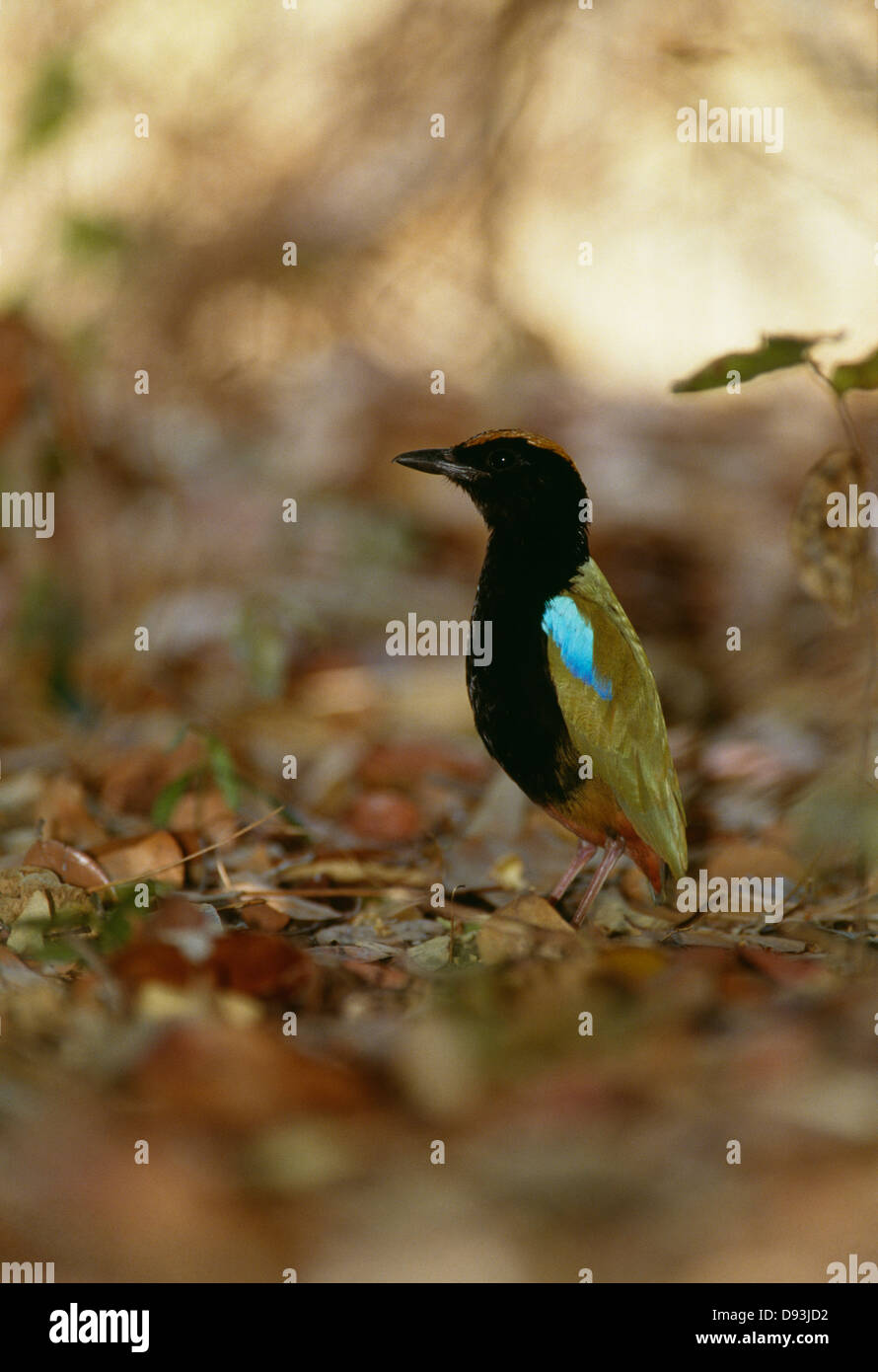 Bird in wood Stock Photo - Alamy