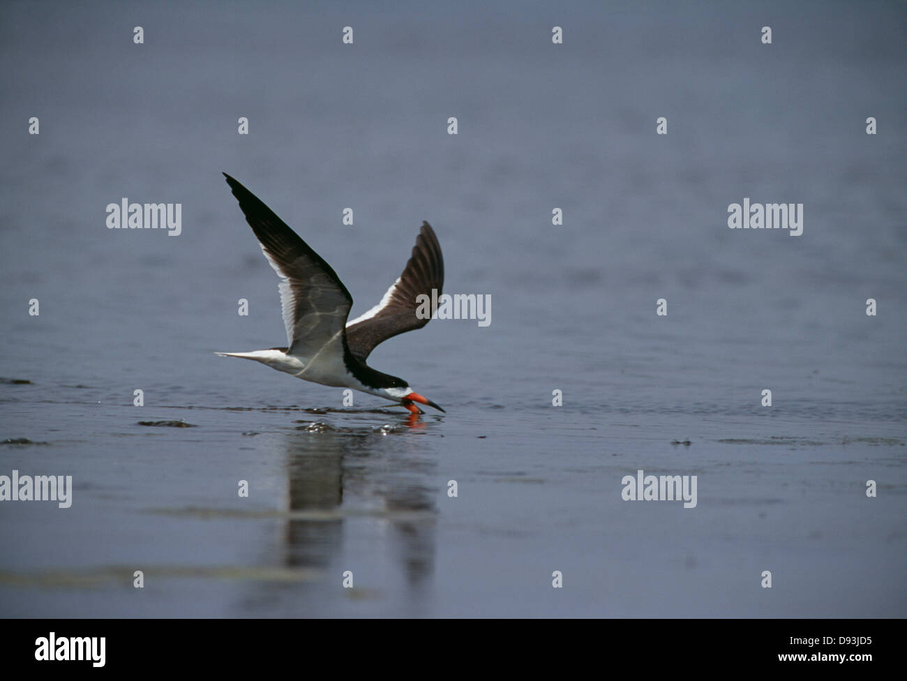 Sea Skimmer High Resolution Stock Photography and Images - Alamy