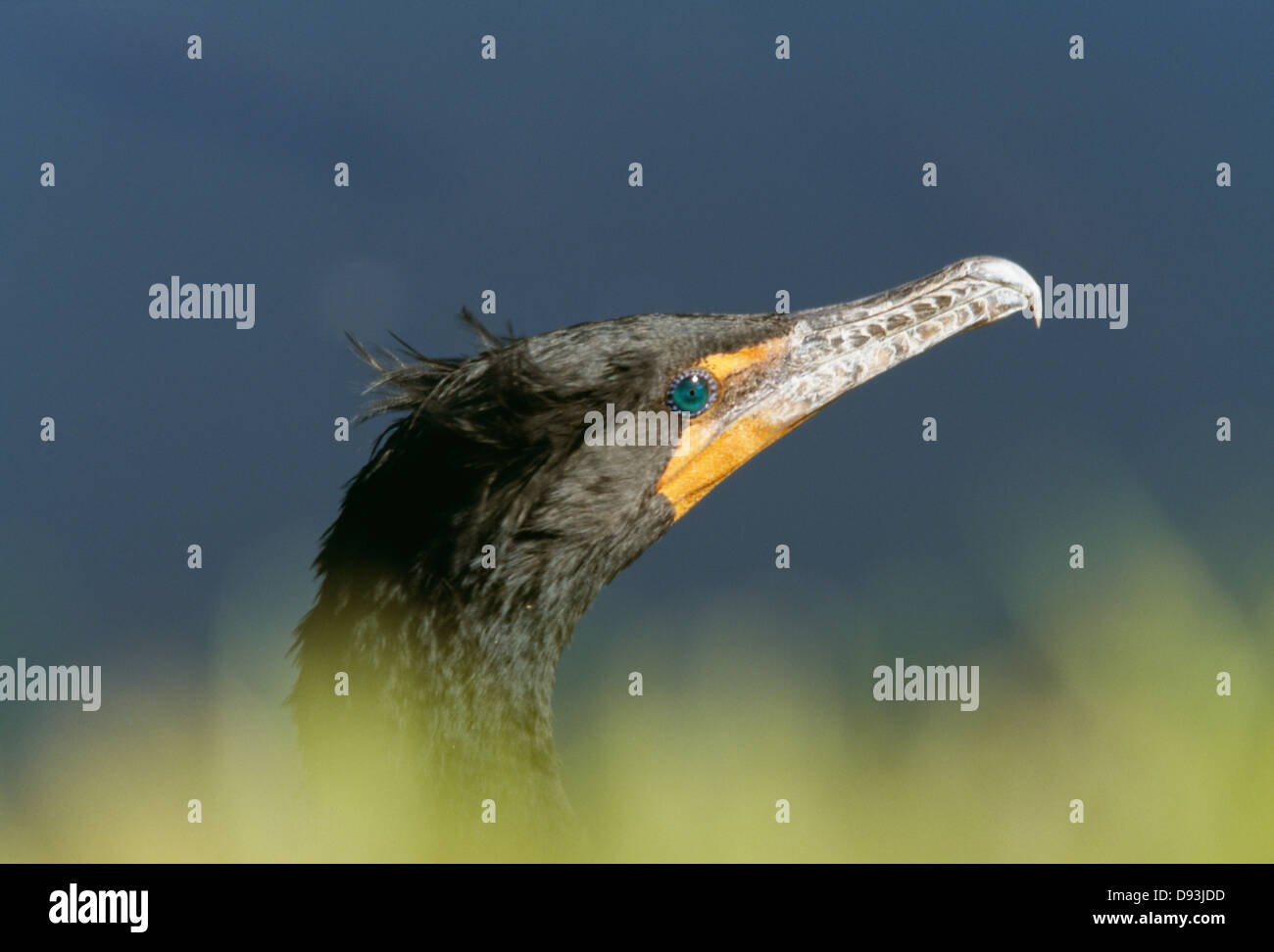 Birds beak, close-up Stock Photo - Alamy
