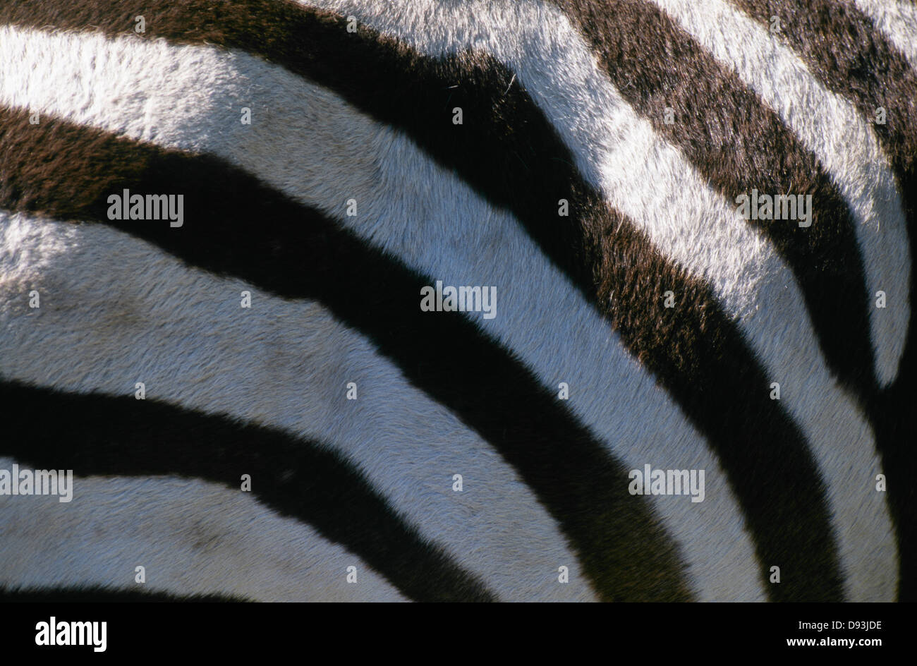 Zebra close up fur hi-res stock photography and images - Alamy
