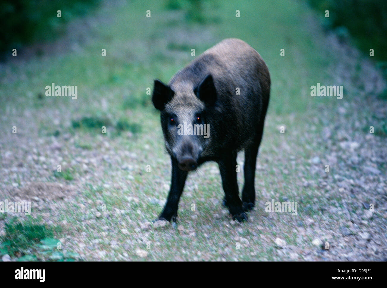 Pig standing in forest, close-up Stock Photo - Alamy