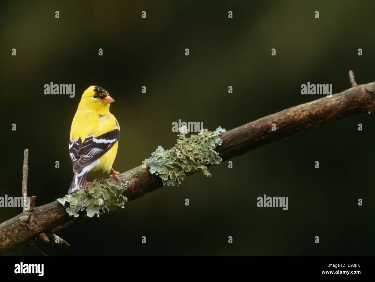 Finch tree hi-res stock photography and images - Alamy