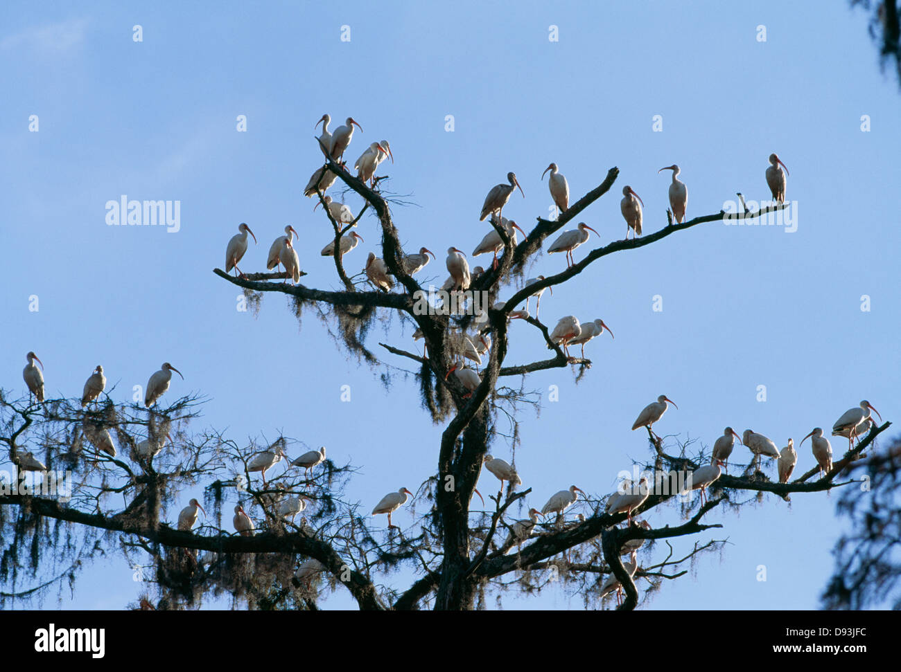Ibis perching in tree hi-res stock photography and images - Alamy