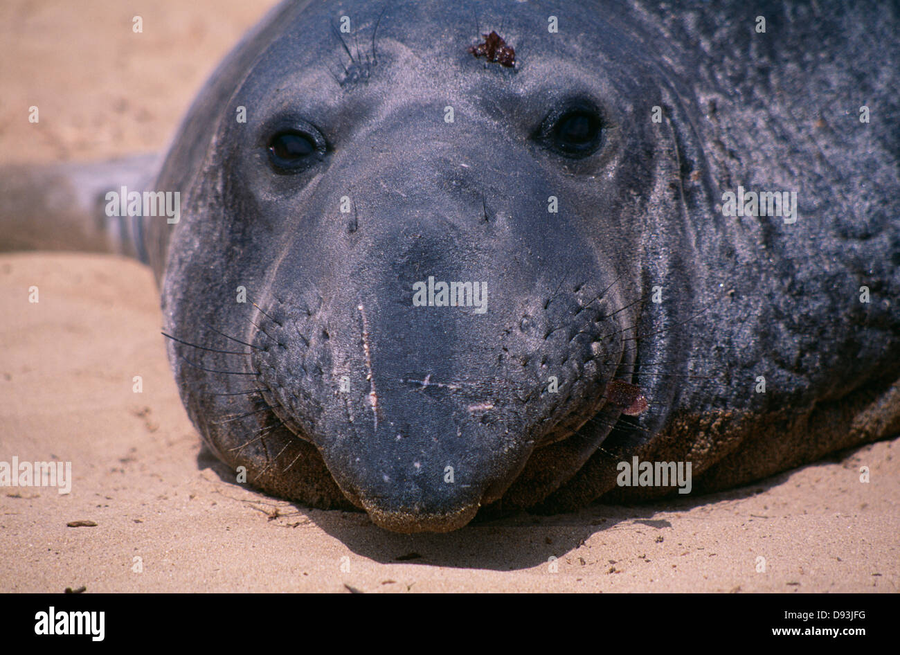 Sea elephant relaxing on sand, close-up Stock Photo - Alamy