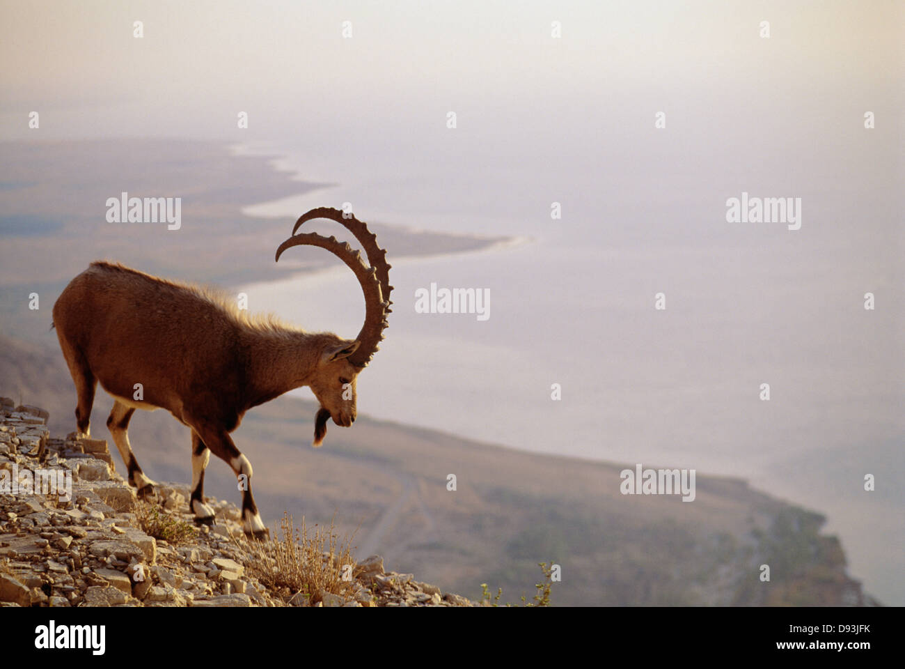 Nubian ibex walking, elevated view Stock Photo - Alamy
