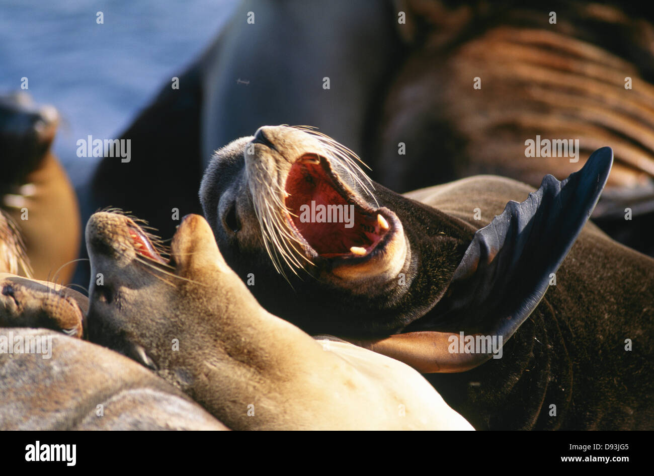 Seals relaxing together, close-up Stock Photo - Alamy