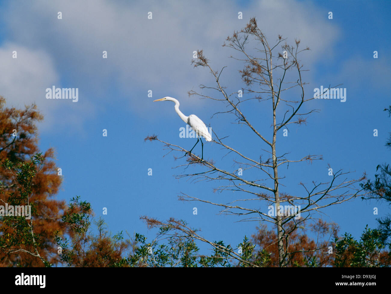 View of heron perching on tree Stock Photo - Alamy