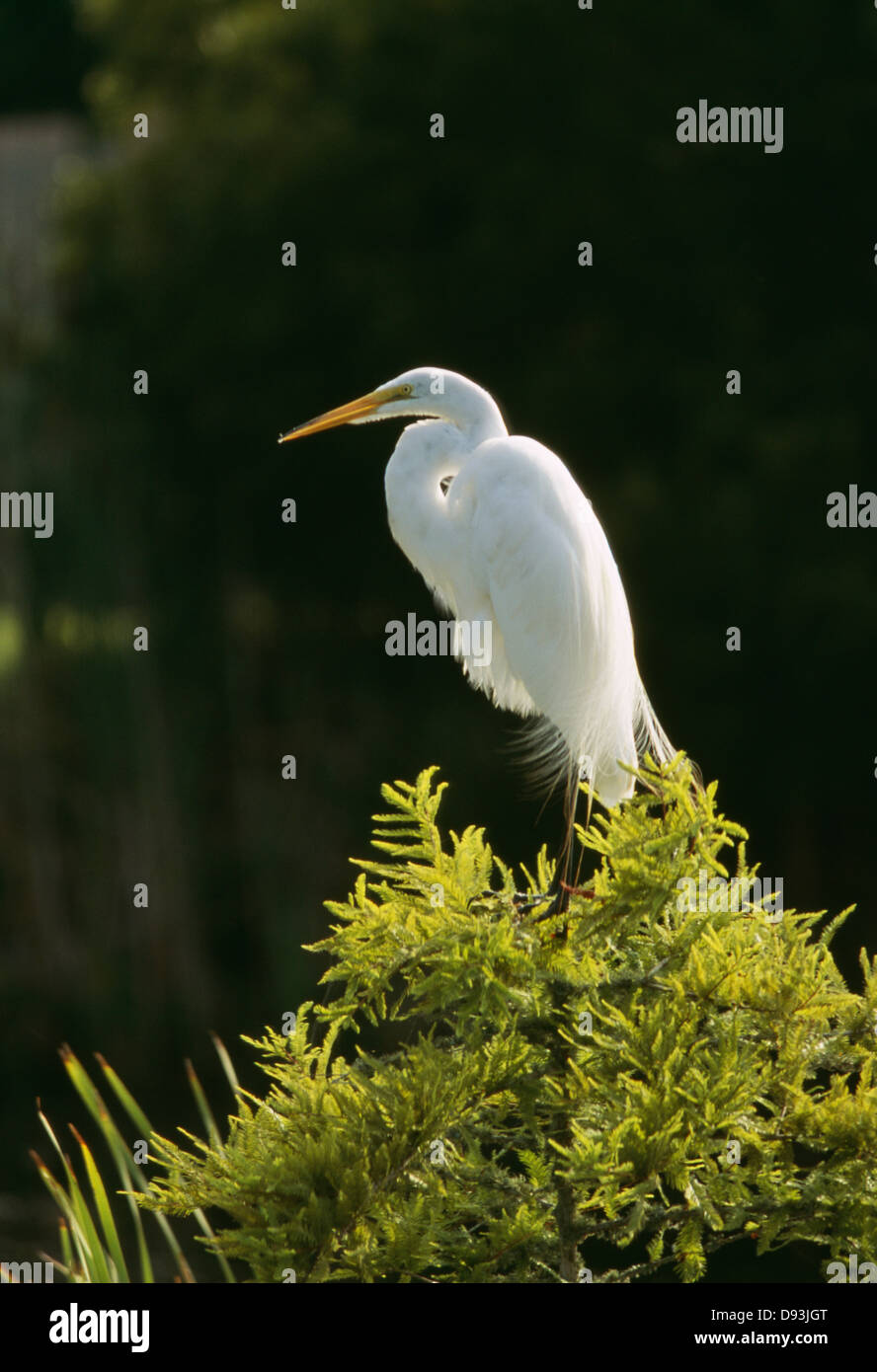 Heron in treetop hi-res stock photography and images - Alamy