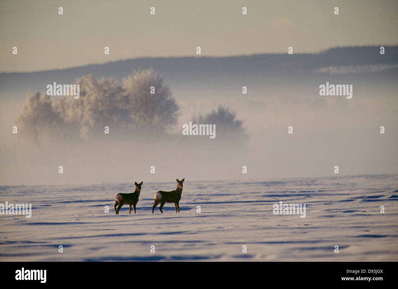 AnIMAls standing on sand Stock Photo - Alamy