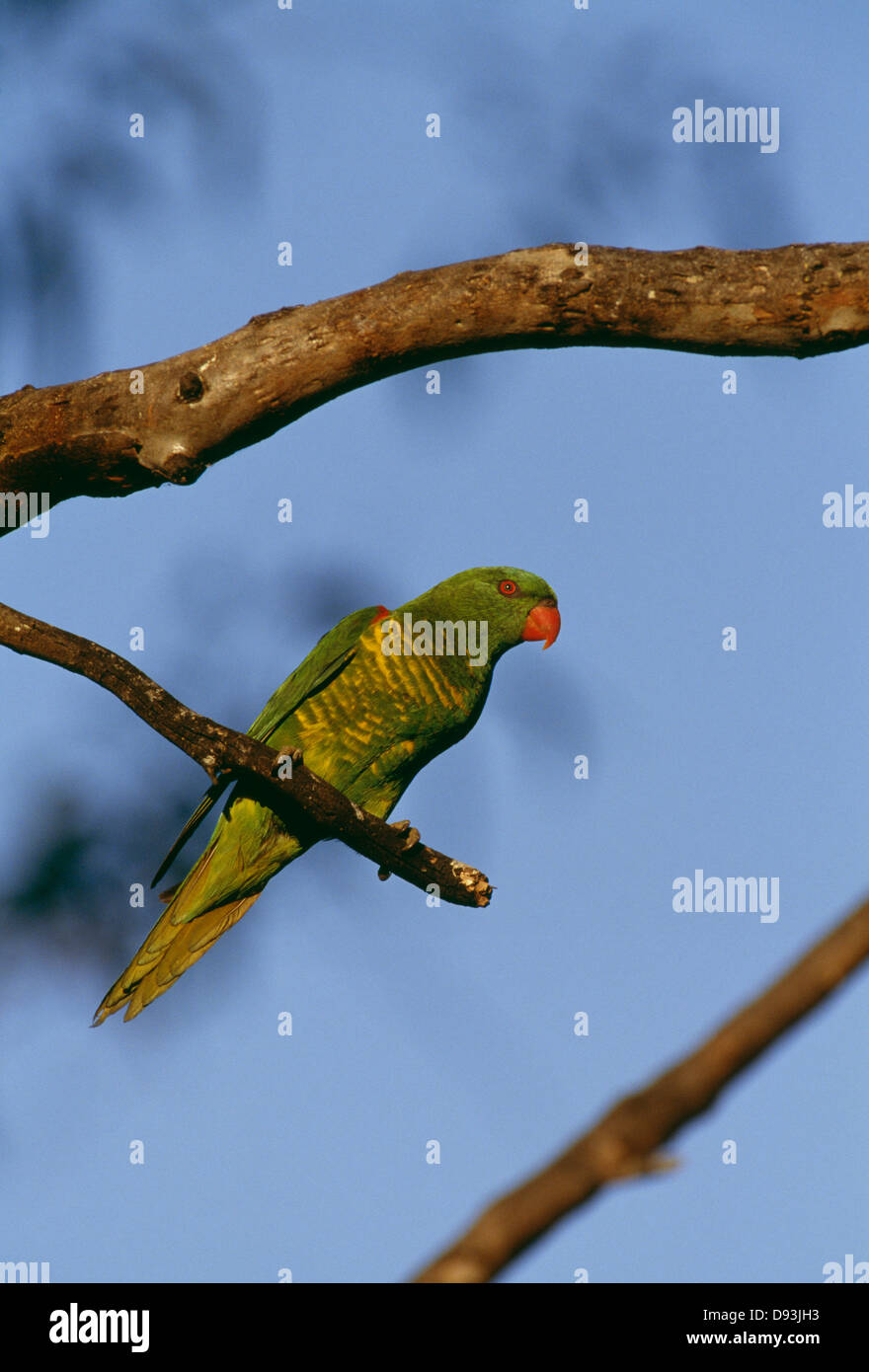 Parrot view hi-res stock photography and images - Alamy