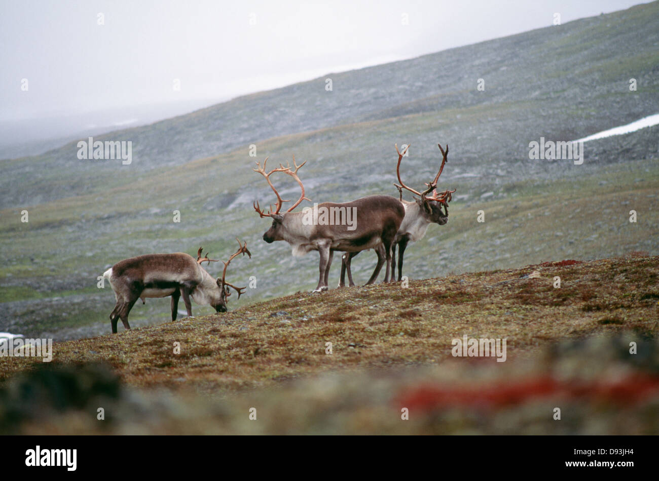 Reindeers standing together Stock Photo - Alamy