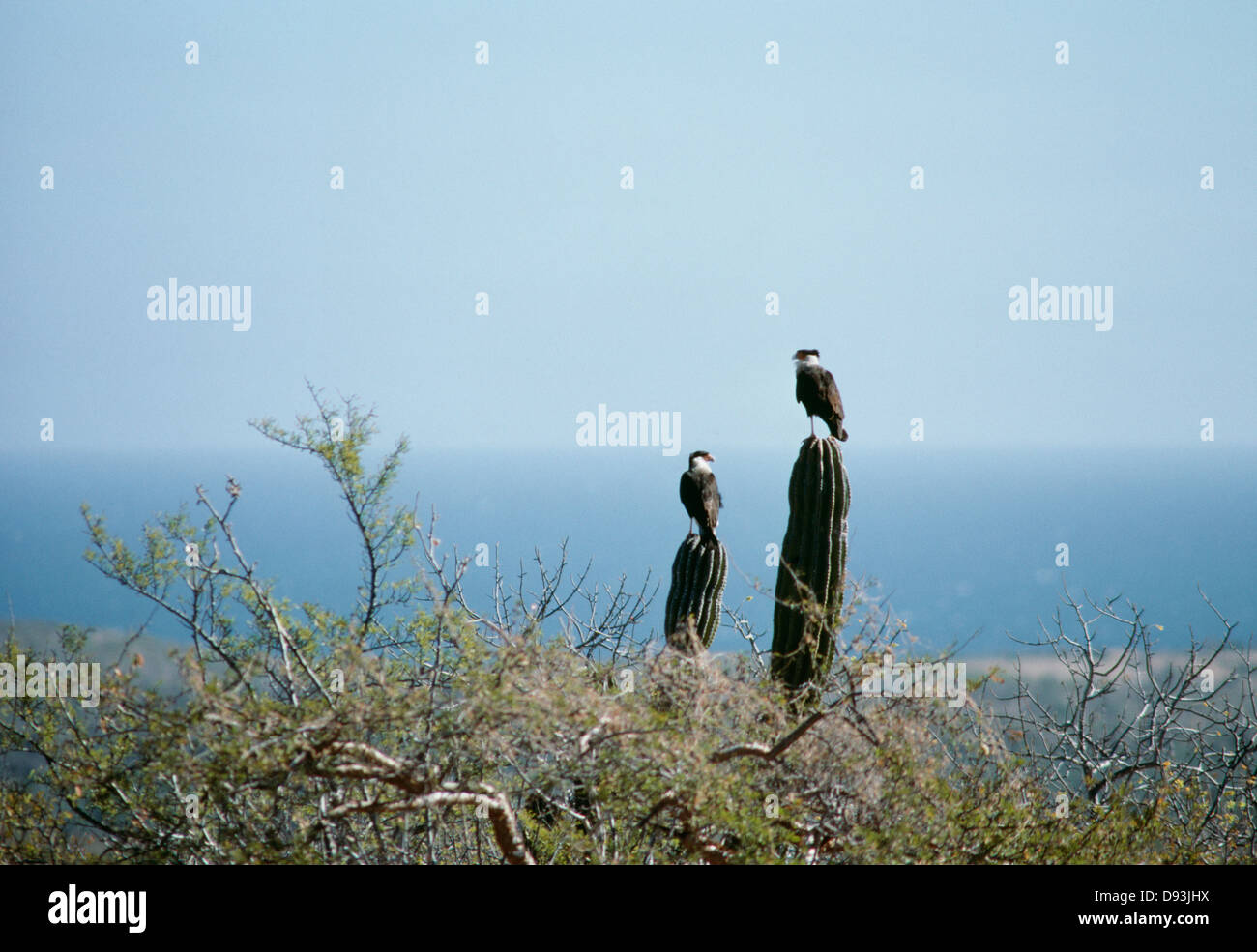 View of two hawks Stock Photo - Alamy