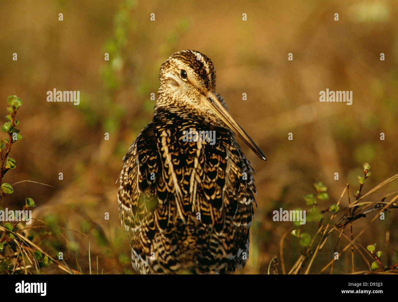 View of great snipe bird Stock Photo - Alamy