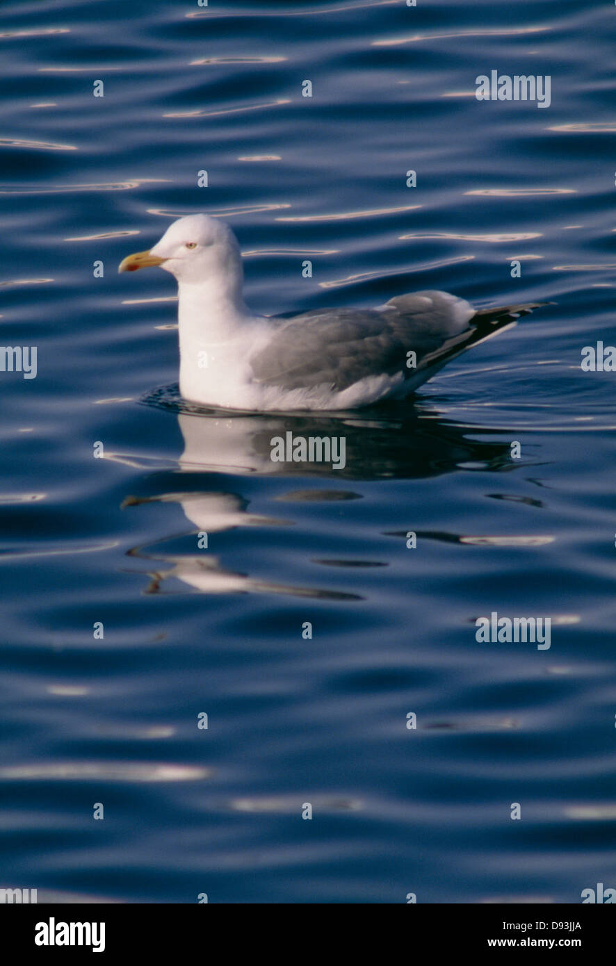 View of herring gull swimming Stock Photo - Alamy